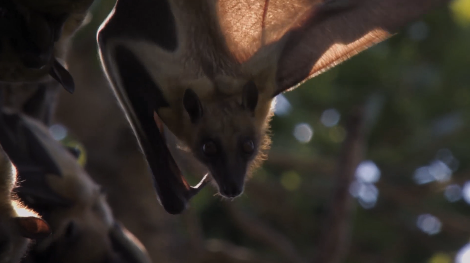 The connection between bats, climate change and infectious diseases ...